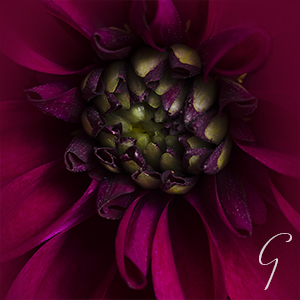 Flower Photography For the Soul